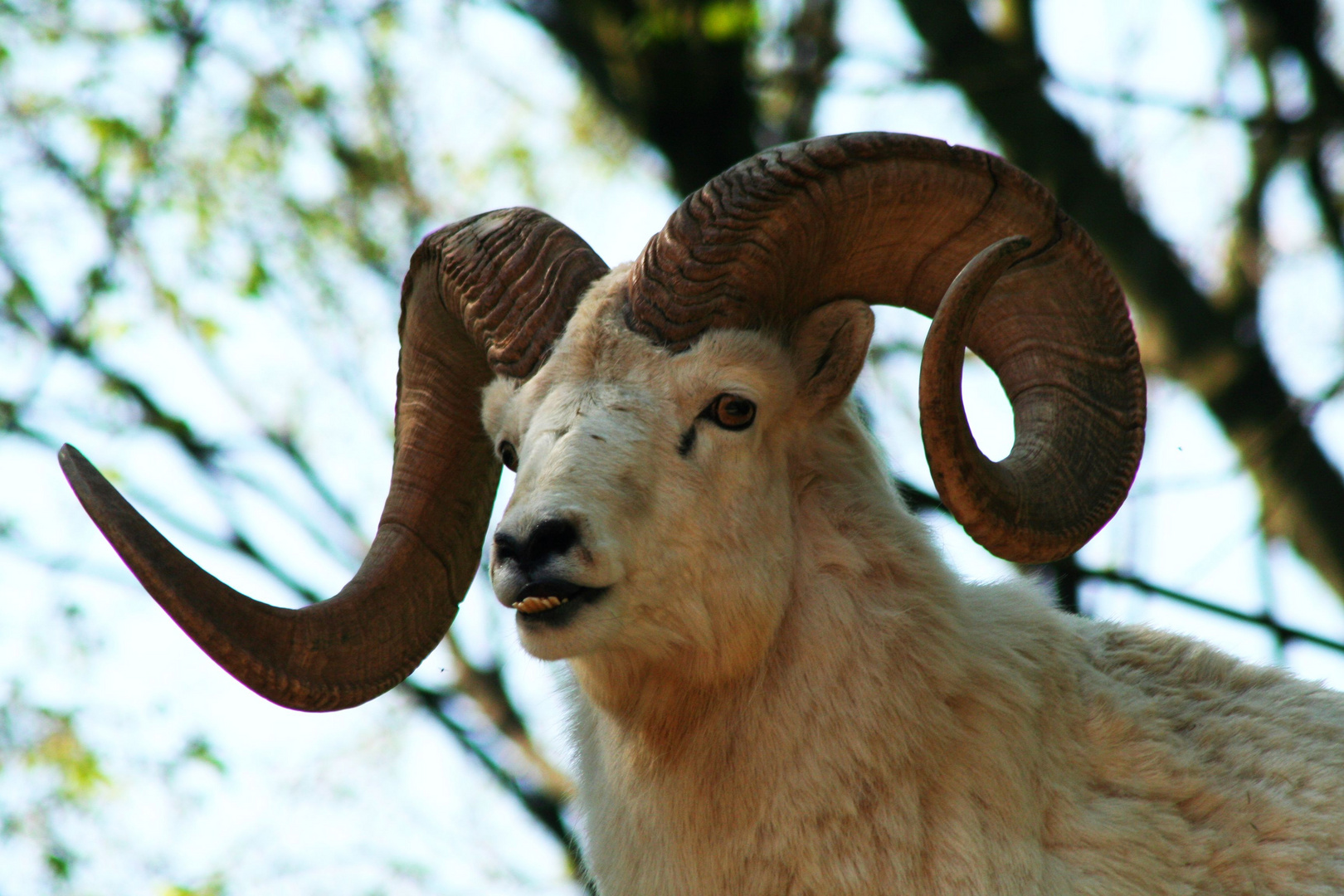 es ist ein widder...es hat hörner Foto & Bild | tiere, zoo, wildpark ...