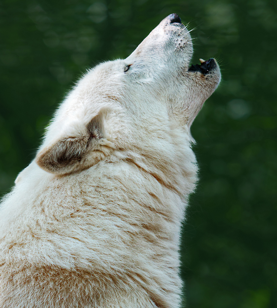 Es ist einfach alles zum Heulen ... Foto & Bild | tiere, zoo, wildpark ...