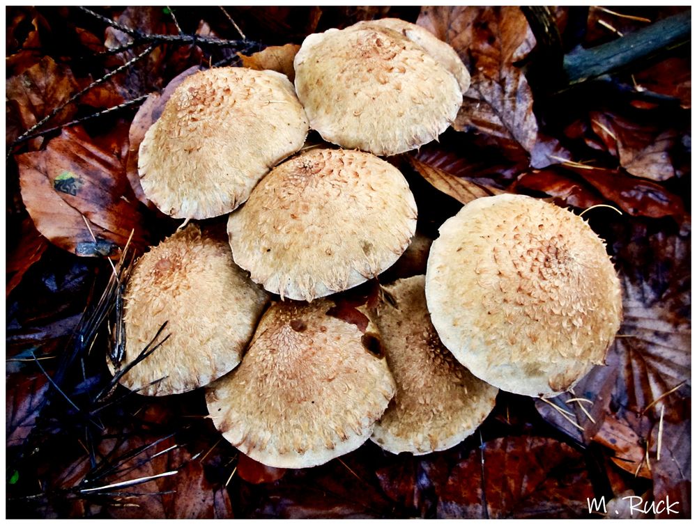 Es ist Herbst und Pilze Zeit ! Foto & Bild | natur-kreativ, oktober, natur Bilder auf fotocommunity