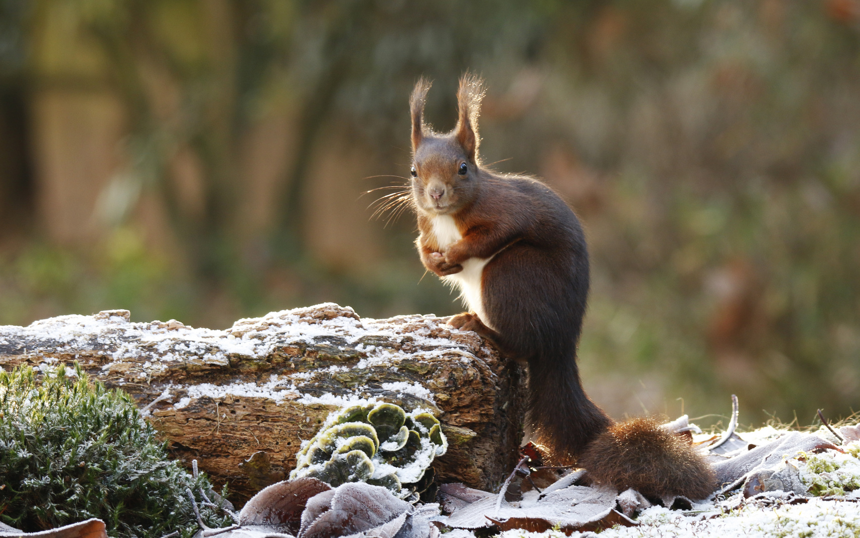 Es ist kalt Foto & Bild | tiere, wildlife, wald Bilder auf fotocommunity