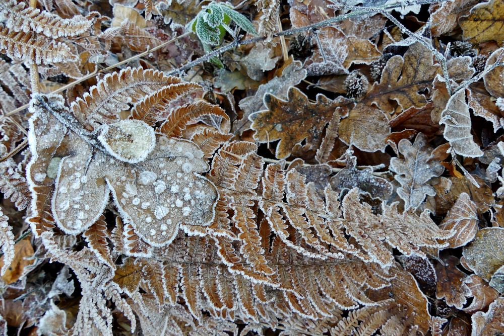 Es ist kalt geworden Foto & Bild | jahreszeiten, winter, schönheit der ...