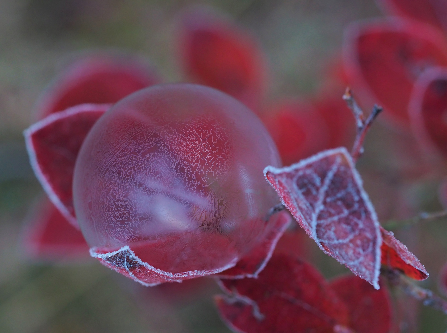 Es ist kalt geworden Foto & Bild | rot, gefroren, wasser Bilder auf ...
