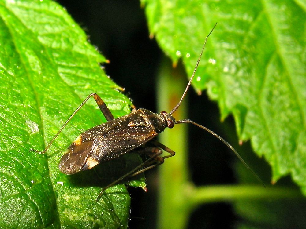 Es ist unglaublich, wieviele Wanzenarten allein in unserem kleinen ...