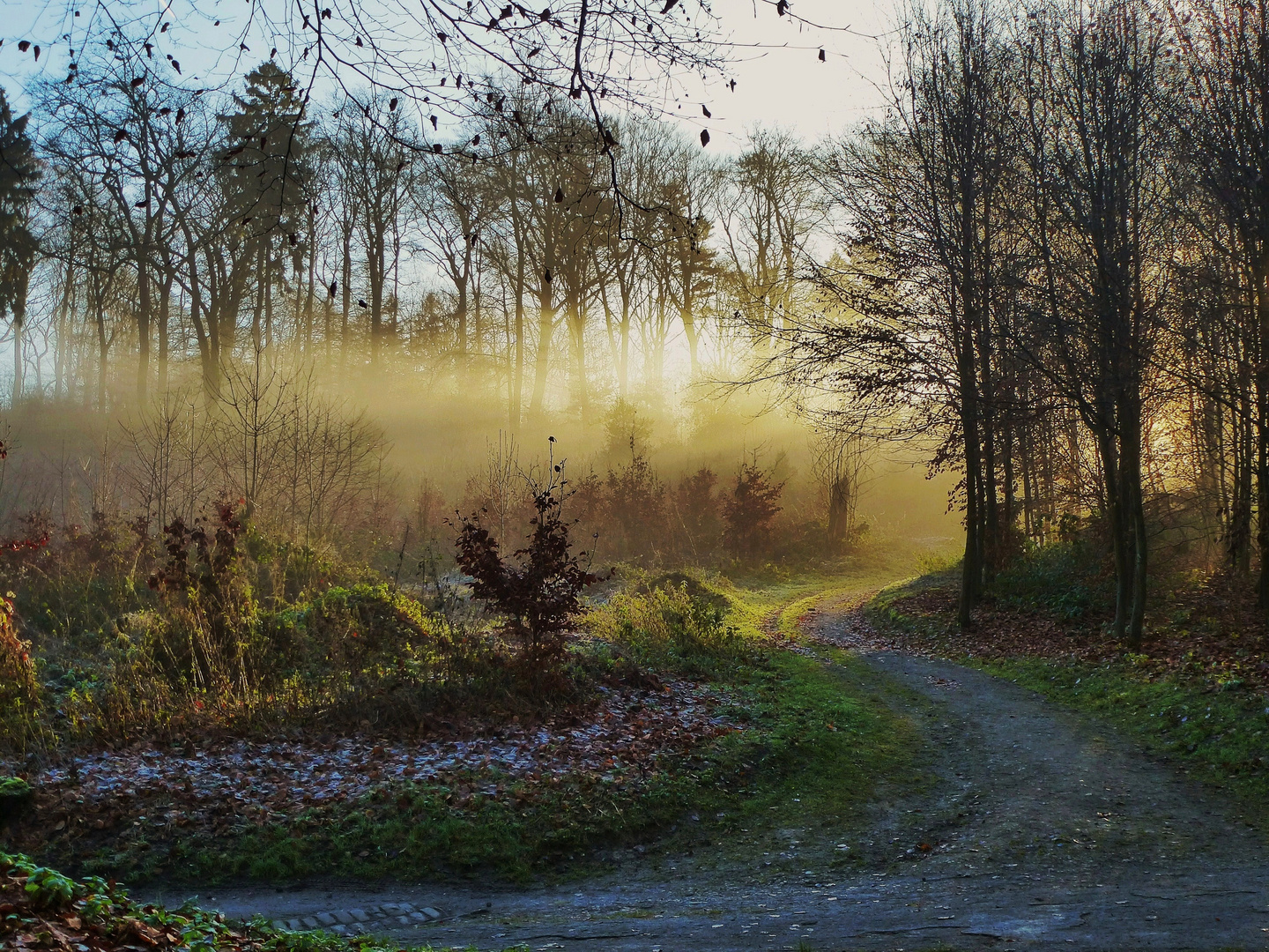 Es ist wieder kalt geworden Foto & Bild | landschaft, wald ...