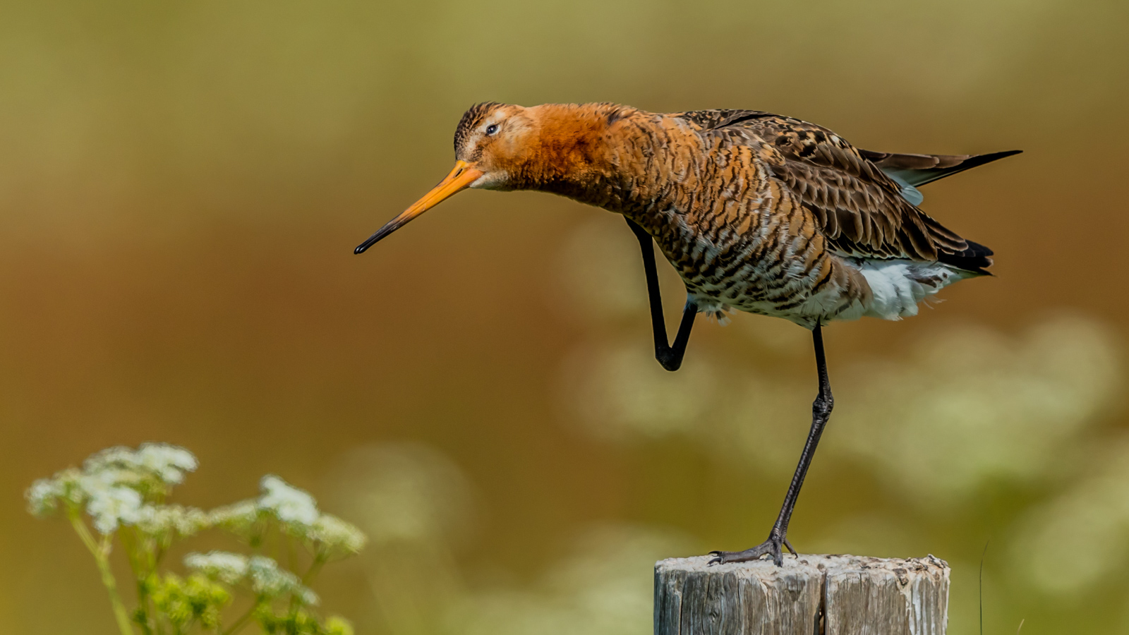 Es juckt... Foto & Bild | natur, tiere, vögel Bilder auf fotocommunity