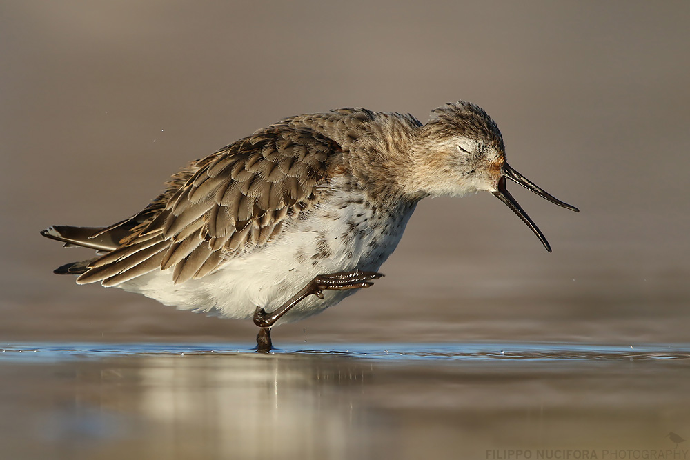 Es juckt! *** Foto & Bild | tiere, wildlife, wild lebende vögel Bilder ...