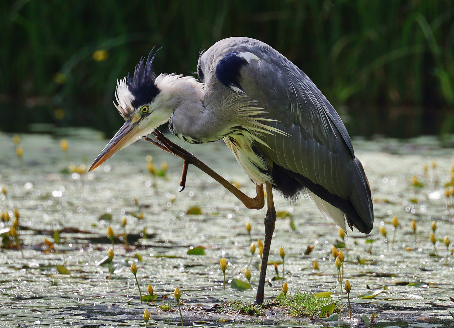 es juckt Foto & Bild | natur, see, landschaft Bilder auf fotocommunity