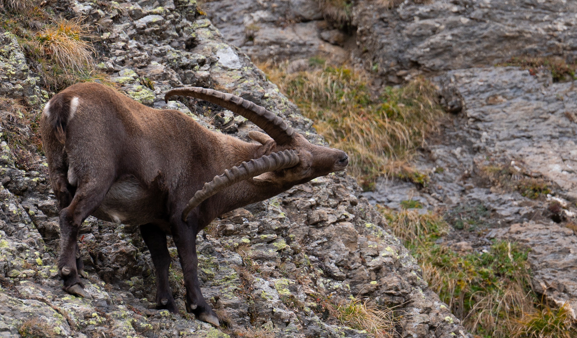 Es juckt.... Foto & Bild | natur, herbst, tiere Bilder auf fotocommunity