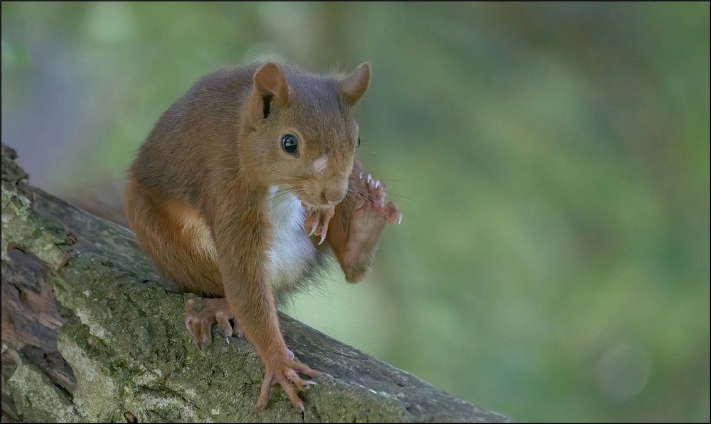 Es juckt und juckt Foto & Bild | tiere, wildlife, eichhörnchen Bilder ...