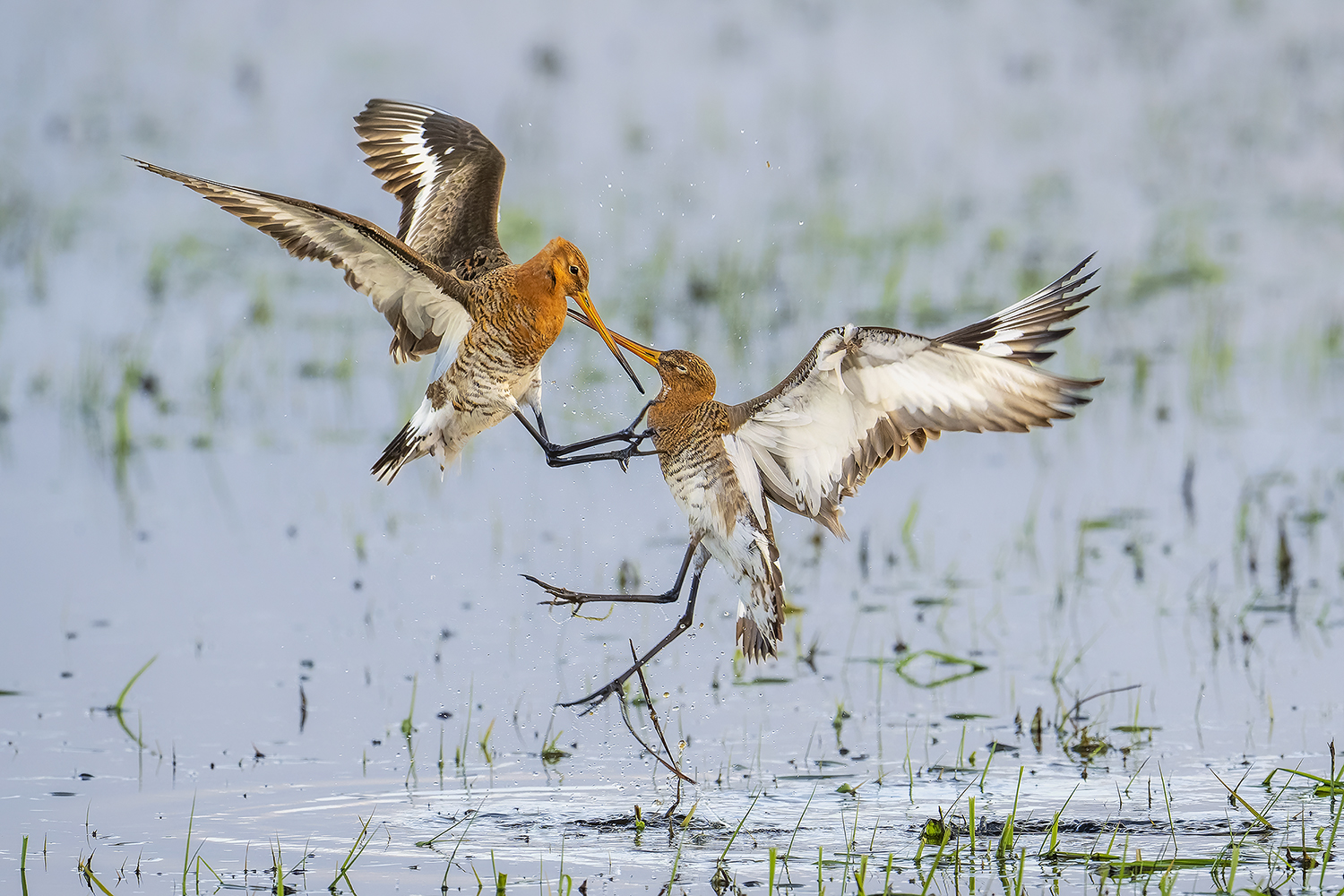 Es liegt was in der Luft.... Foto & Bild | tiere, wildlife, wild ...