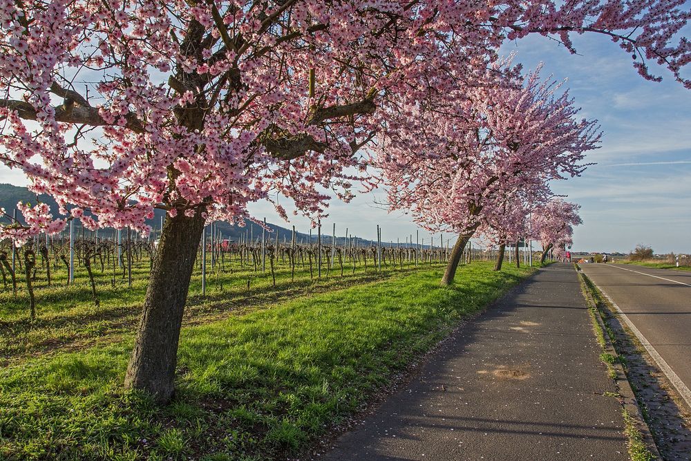 Es mandelt wieder Foto & Bild | bäume, frühling, natur Bilder auf ...
