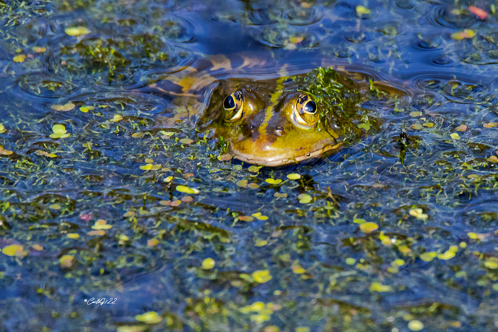 Es Qugt wieder im Moor Foto & Bild | natur, tiere, moor Bilder auf ...