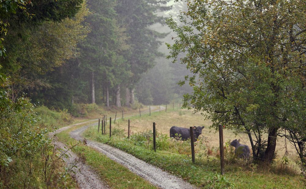 es regnet Foto & Bild | deutschland, europe, baden- württemberg Bilder ...