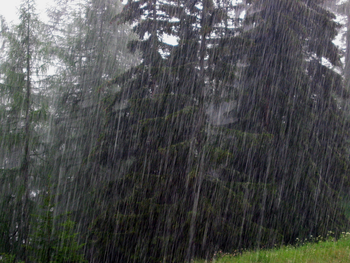 "Es regnet Bindfäden" Foto & Bild | jahreszeiten, sommer, natur Bilder ...