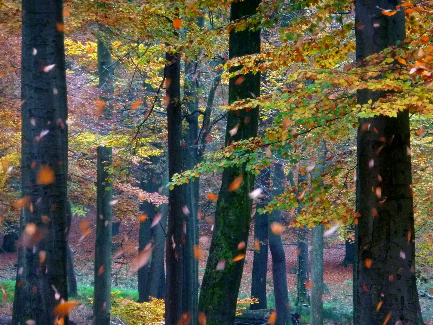 Es regnet Blätter ... Foto & Bild | landschaft, wald, im solling Bilder ...