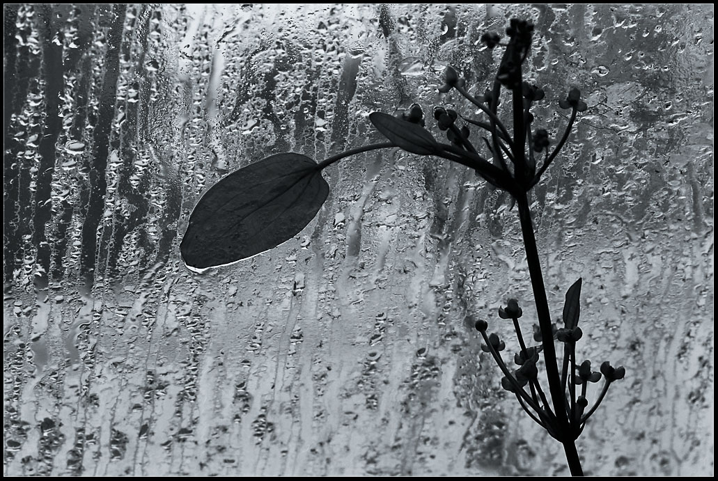 Es regnet. Foto & Bild | regenfotos, wetter, wasser+spiegelungen Bilder ...