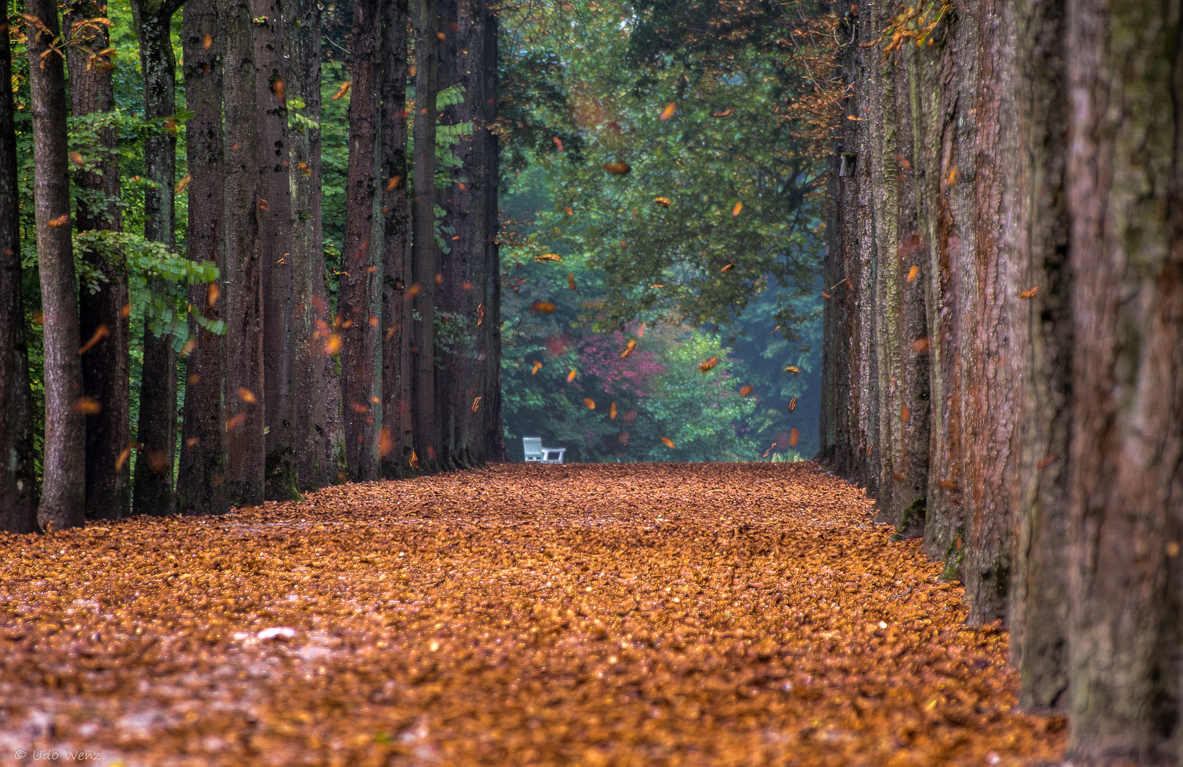 Es regnet Laub ... Foto & Bild | park, spezial, wald Bilder auf ...