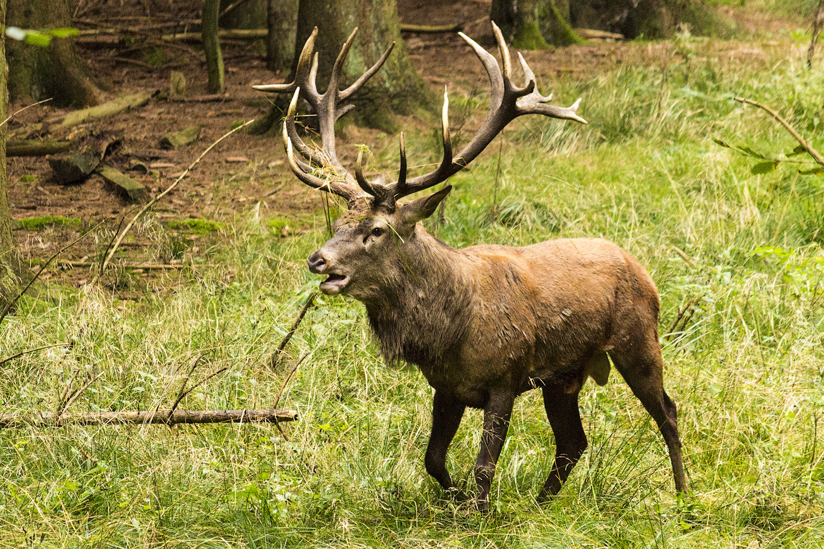 Es röhrt der Rothirsch... Foto & Bild | tiere, zoo, wildpark ...
