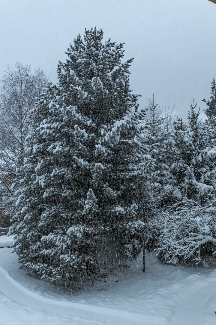 Es schneit Foto & Bild | landschaften, kalt, bäume Bilder auf fotocommunity