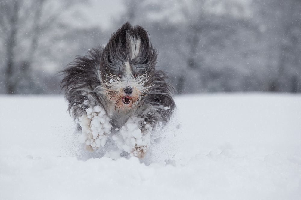 Es schneit Foto & Bild | tiere, haustiere, jahreszeiten Bilder auf ...