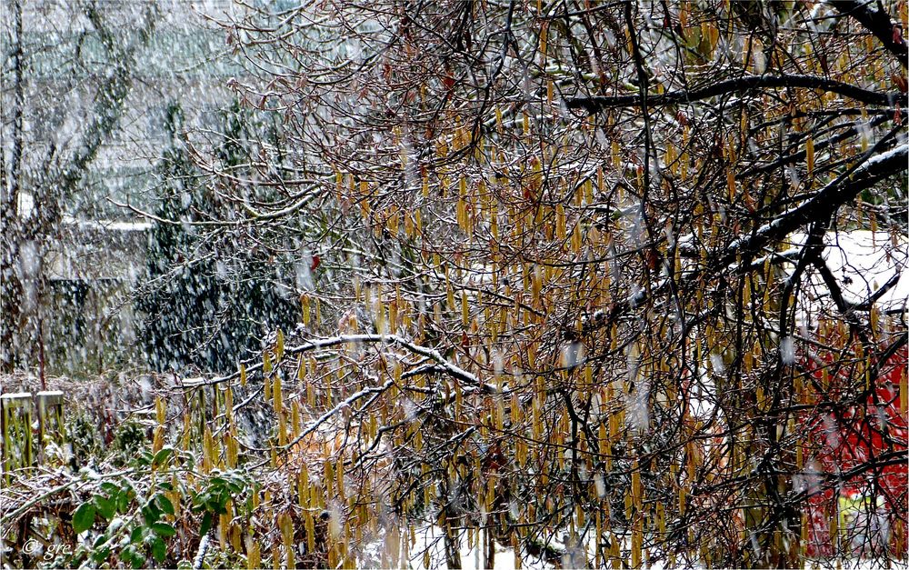 Es schneit...es schneit Foto & Bild | schnee, garten, fensterblick ...