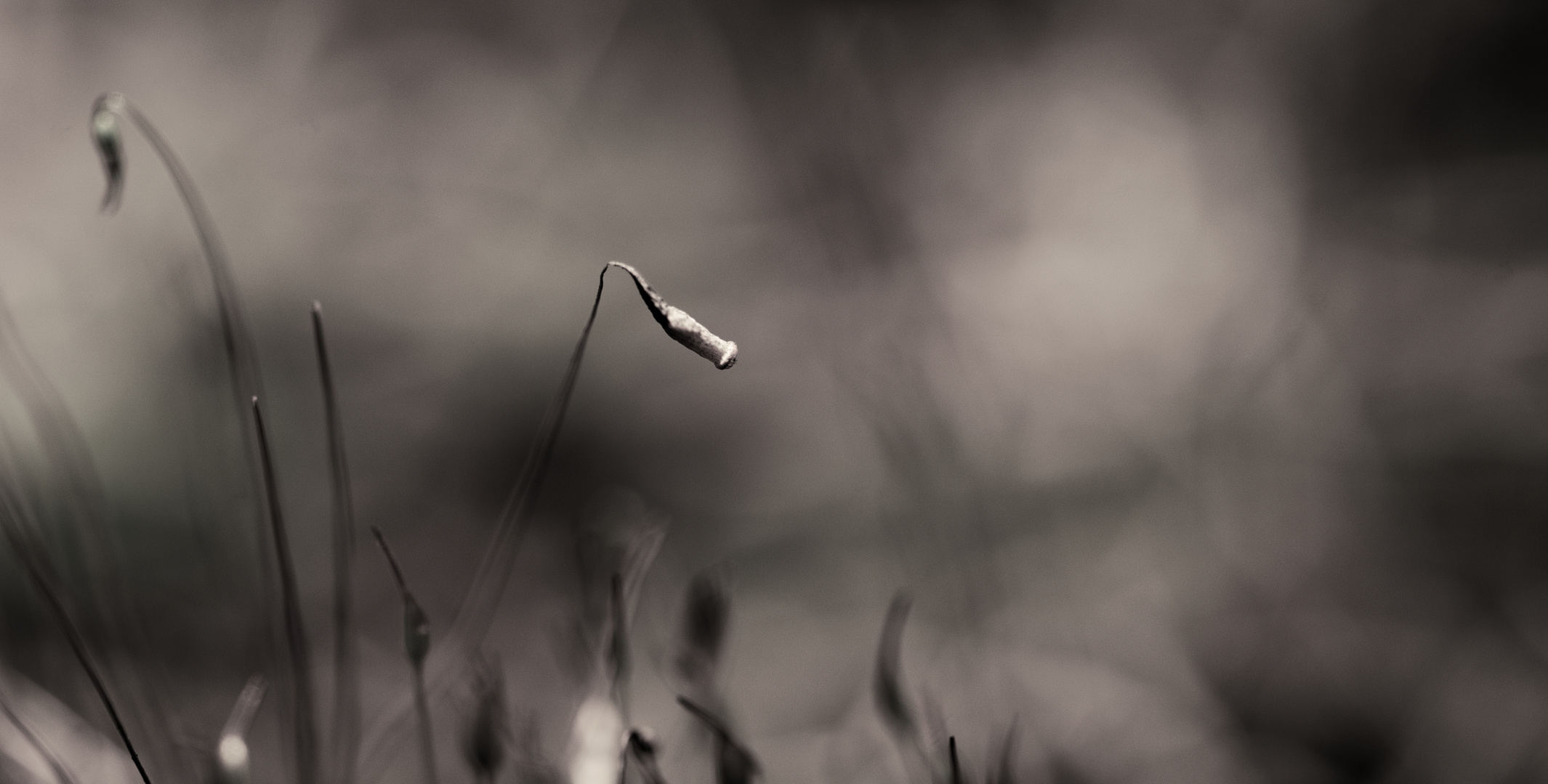 Es sind die kleinen Dinge... Foto & Bild | nah- & makro, pflanzen, pilze & flechten, projekte ...