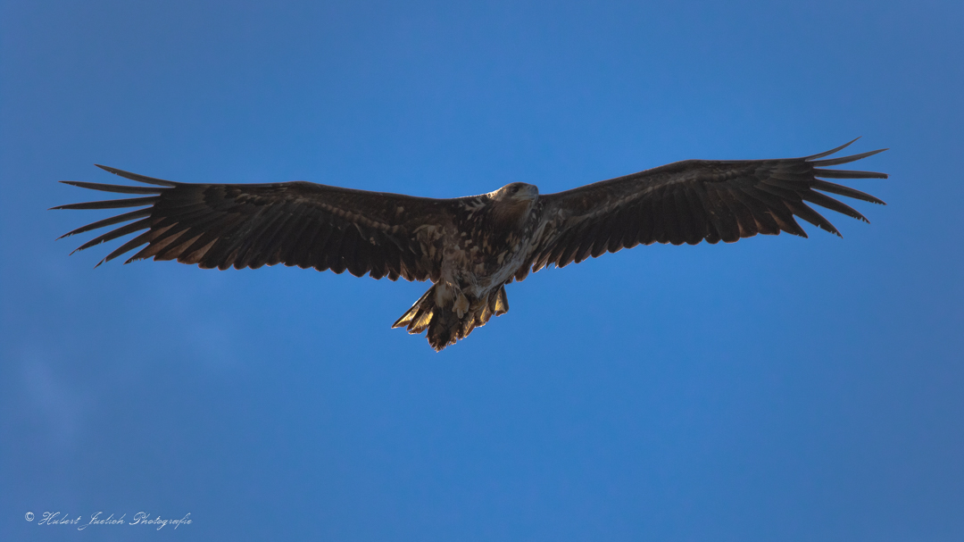 Es War Einfach Gigantisch Foto And Bild Tiere Wildlife Wild Lebende Vögel Bilder Auf Fotocommunity
