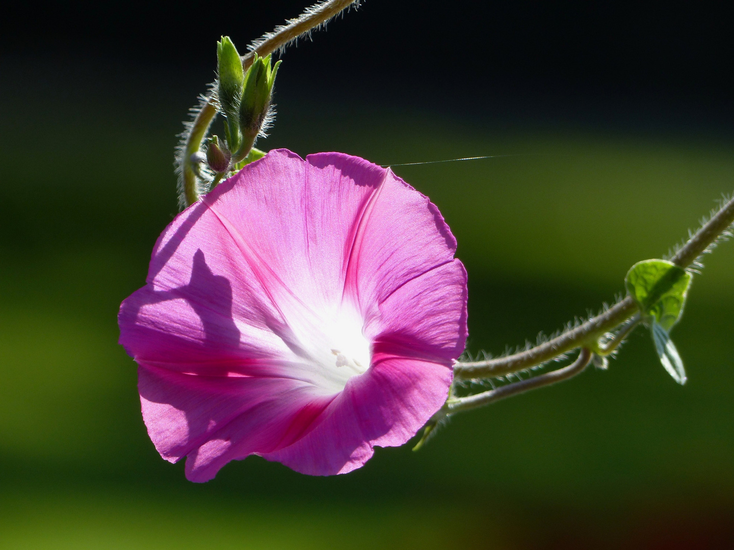 - Es windet sich die Winde - Foto & Bild | pflanzen, pilze & flechten ...
