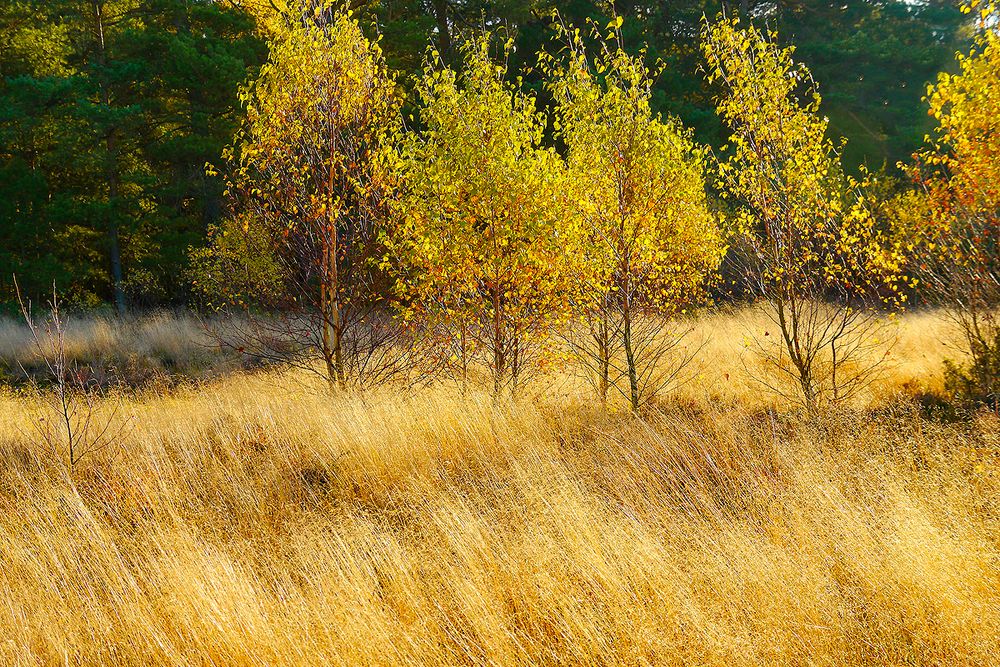 Es wird Herbst... Foto & Bild | landschaft, jahreszeiten, herbst Bilder auf fotocommunity