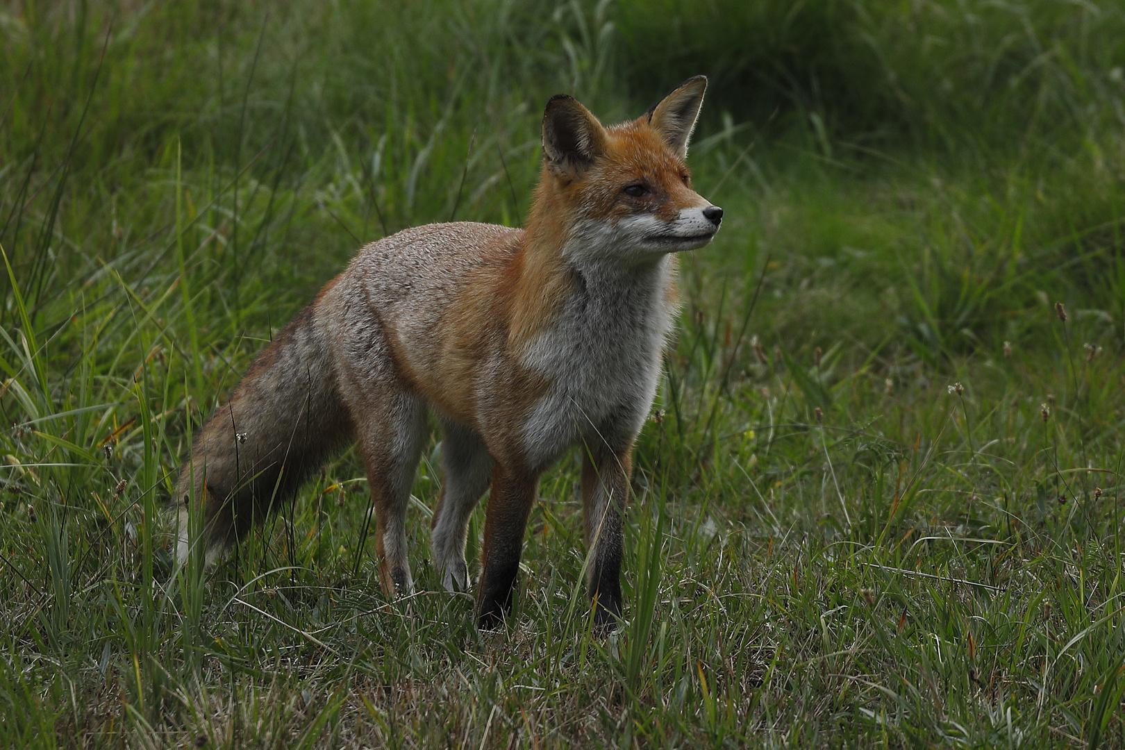 Es wird langsam kühler Foto & Bild | natur, herbst, tiere Bilder auf ...