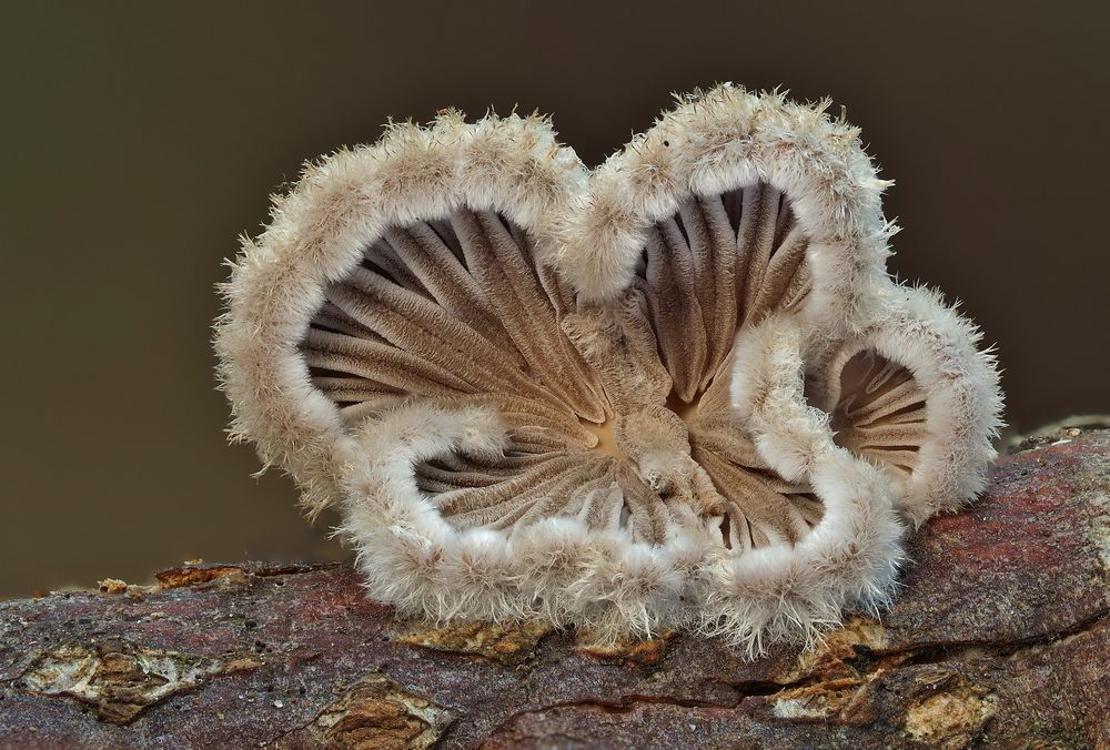 Es wird wieder kälter in der Nacht Foto & Bild | pflanzen, pilze & flechten, pilze & flechten ...