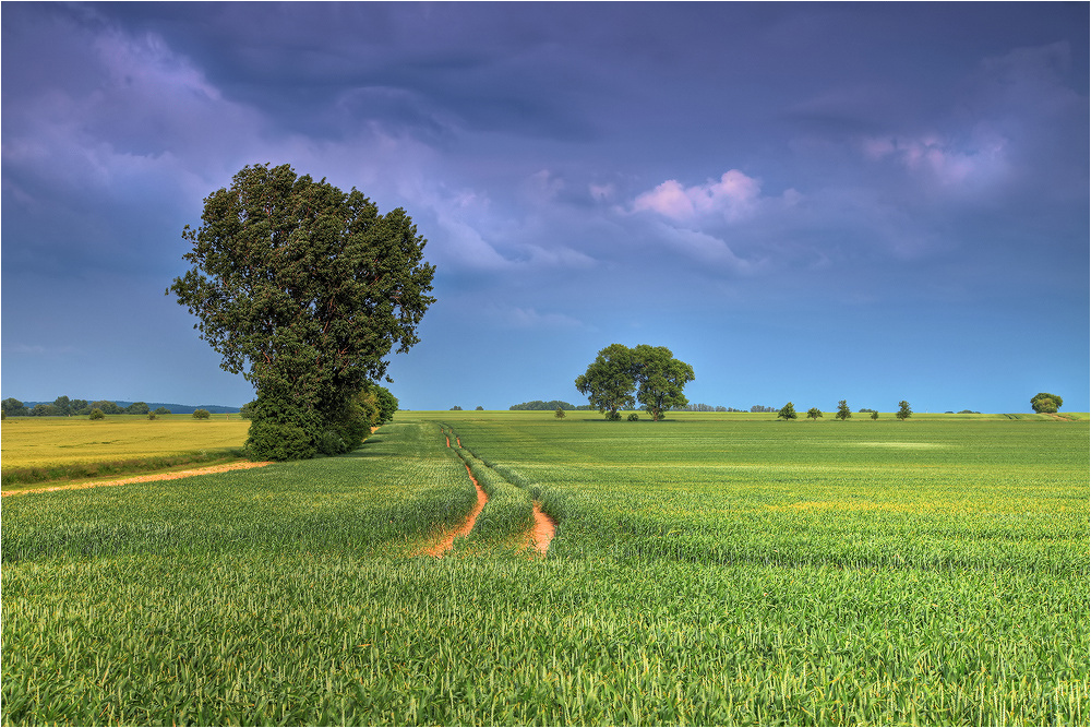 Es zieht was hoch Foto & Bild | landschaft, Äcker, felder & wiesen, natur Bilder auf fotocommunity