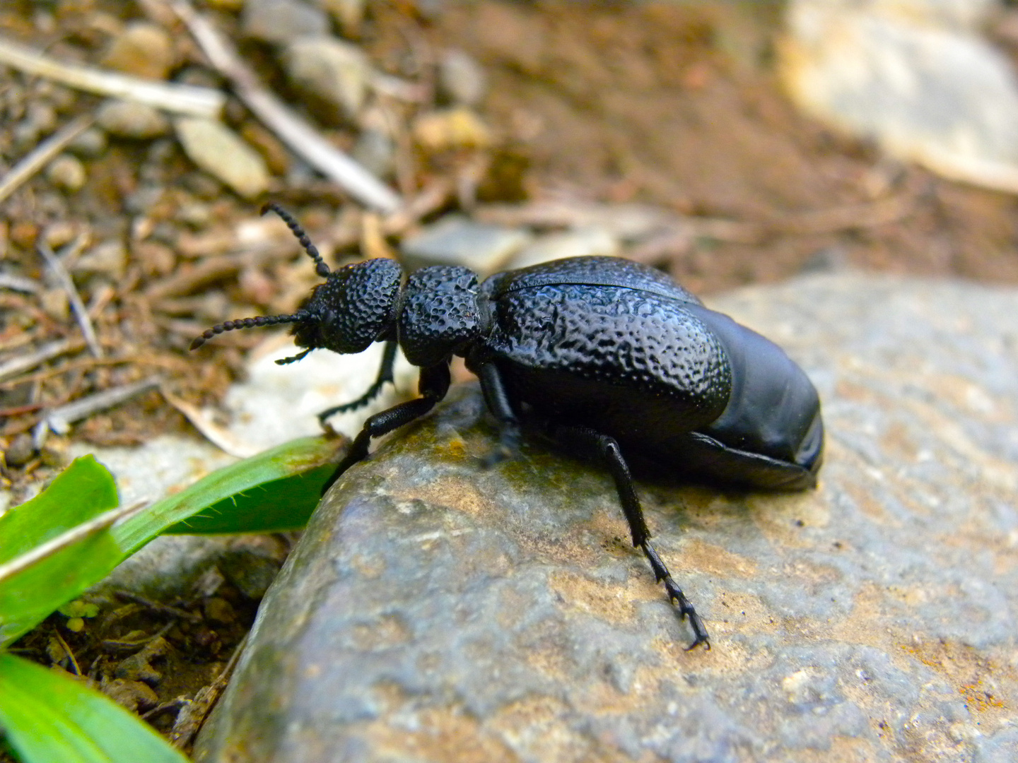 Escarabajo Imagen & Foto | animales, invertebrados , naturaleza Fotos ...