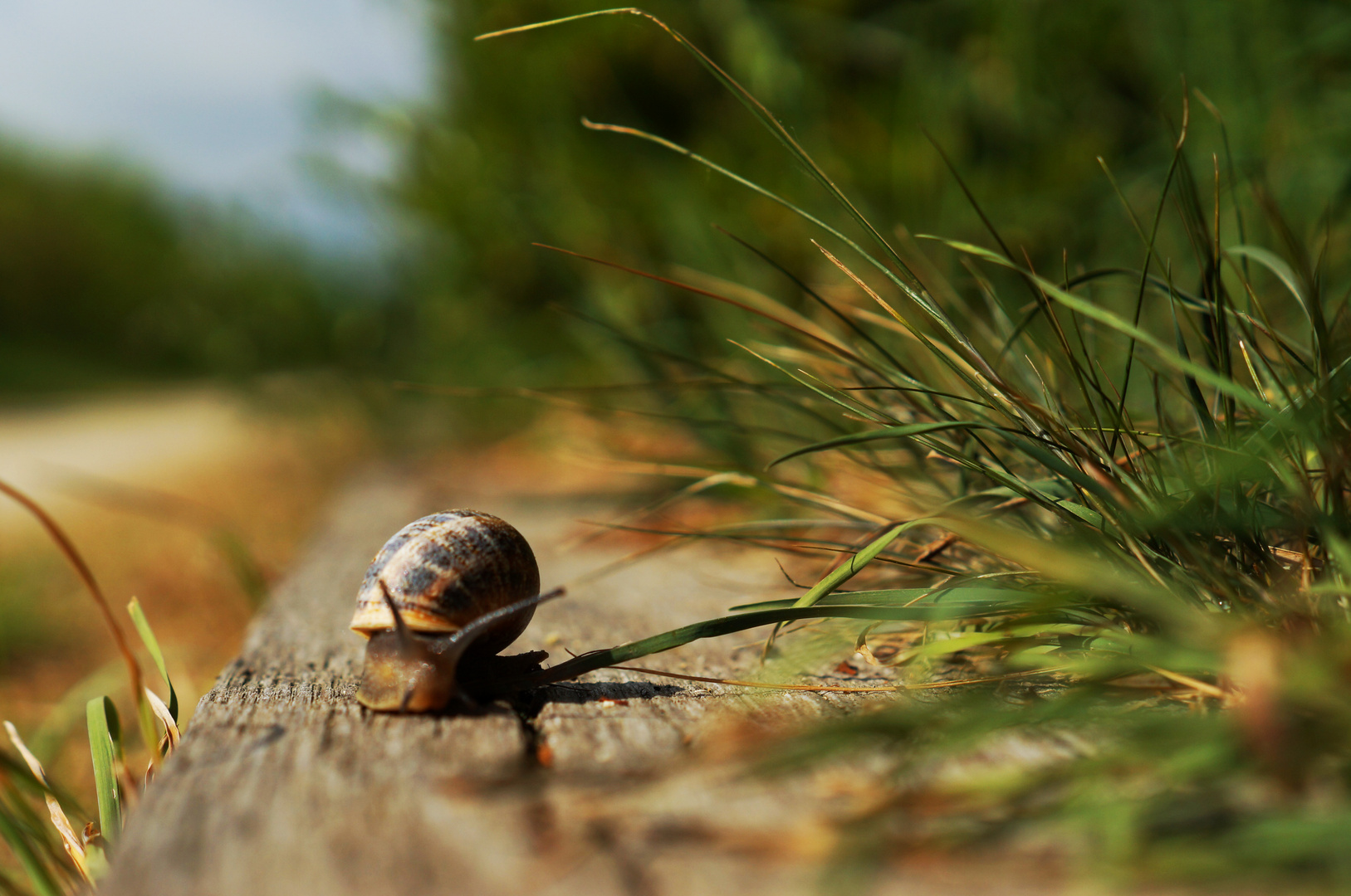 Escargot photo et image | jardins, nature Images fotocommunity