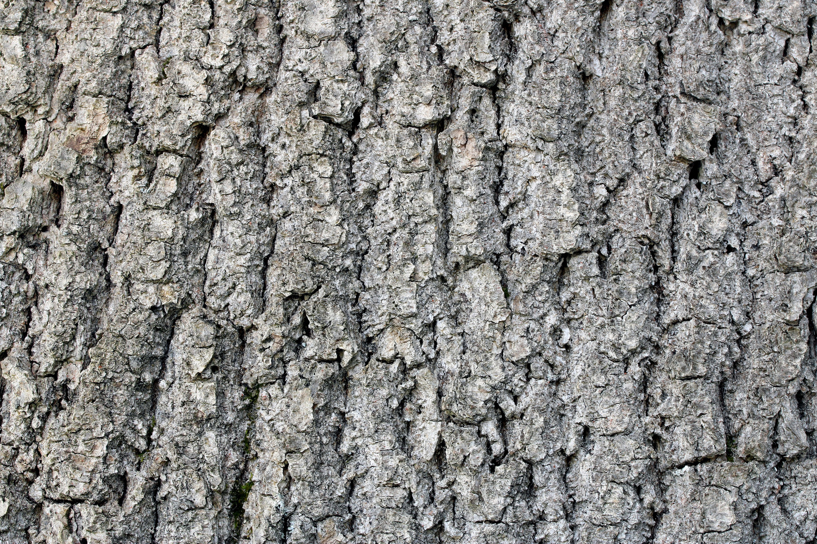 Esche, Rinde Foto & Bild | wald, bäume, baum Bilder auf fotocommunity