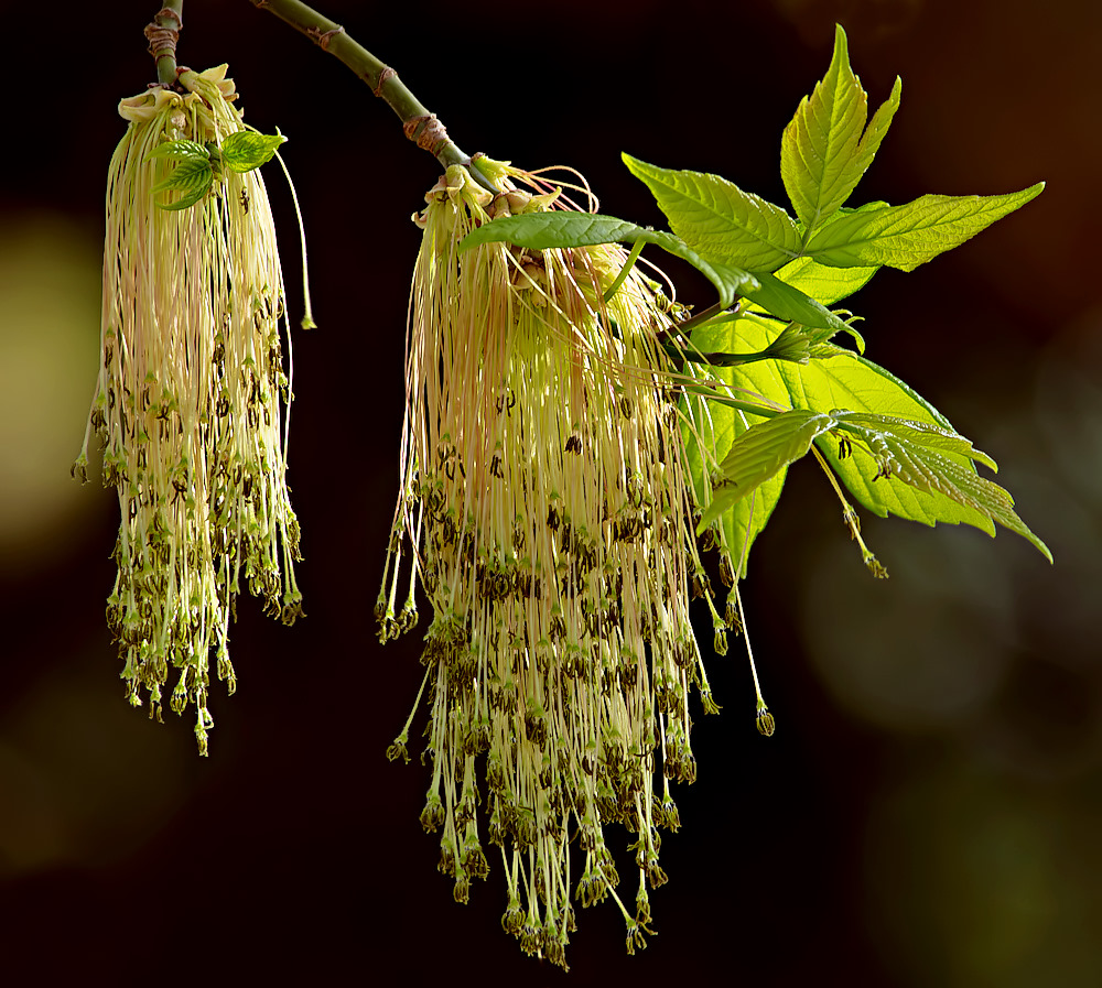 Eschen-Ahorn Foto & Bild | pflanzen, pilze & flechten, blüten ...