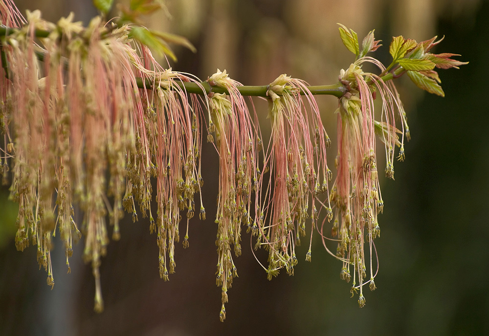 Eschen-Ahorn Foto & Bild | pflanzen, pilze & flechten, bäume, blatt ...