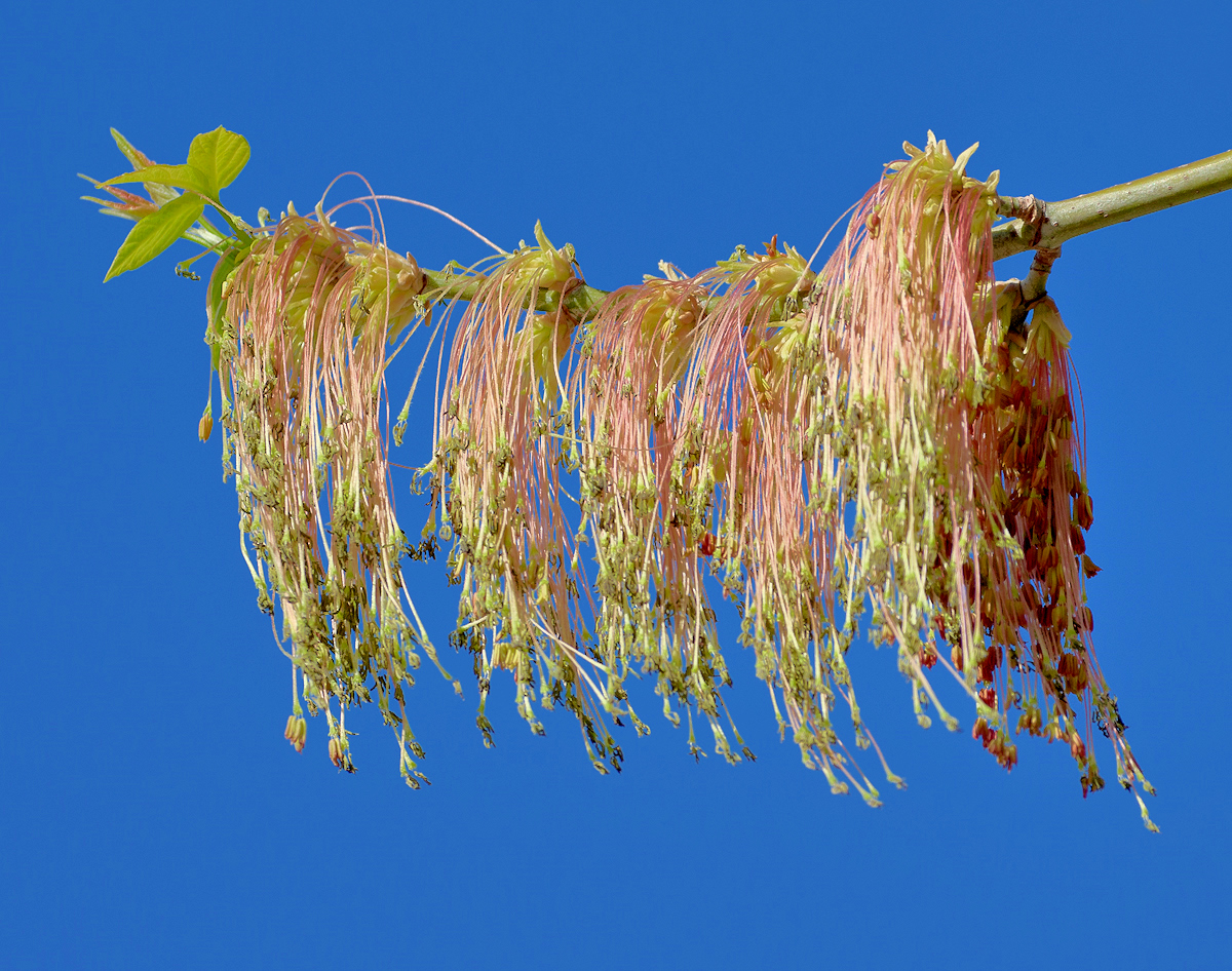 Eschen-Ahorn Foto & Bild | pflanzen, pilze & flechten, bäume, blatt ...