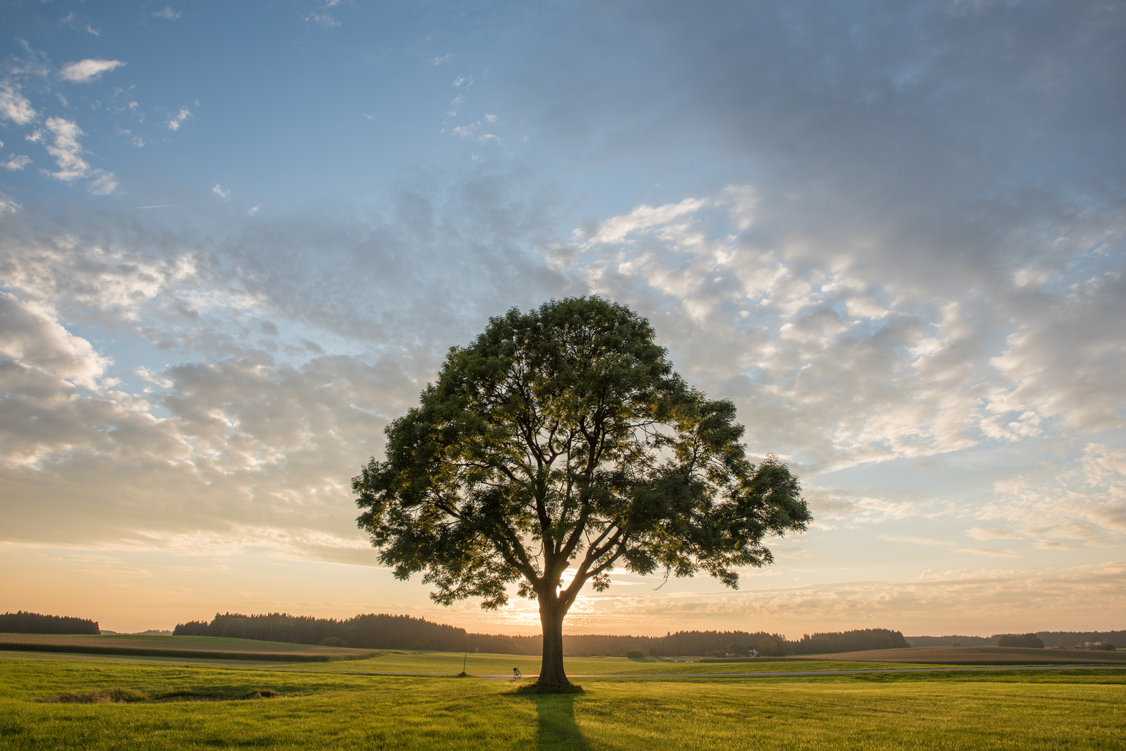 Eschen-Solist Foto & Bild | pflanzen, pilze & flechten, landschaft ...