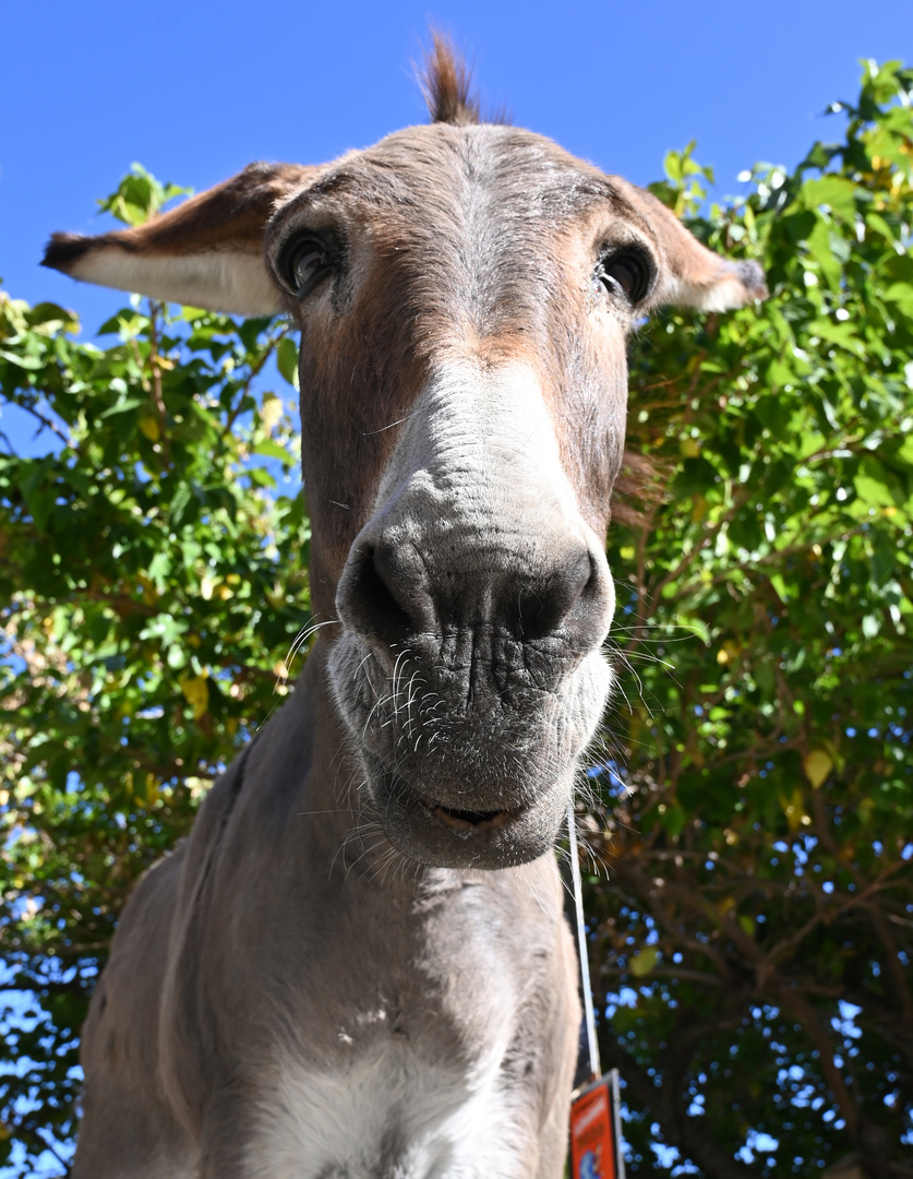 Esel Foto & Bild | tiere, reise, esel Bilder auf fotocommunity