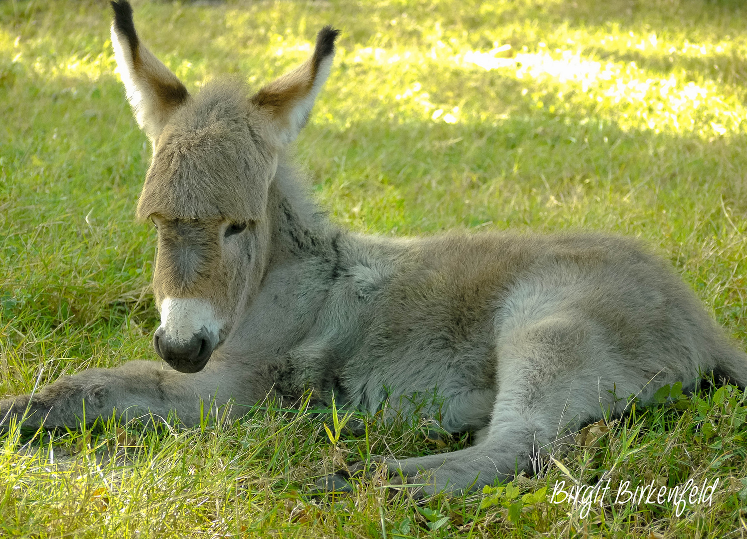 Eselbaby Foto & Bild | tiere, zoo, wildpark & falknerei, tierpark ...