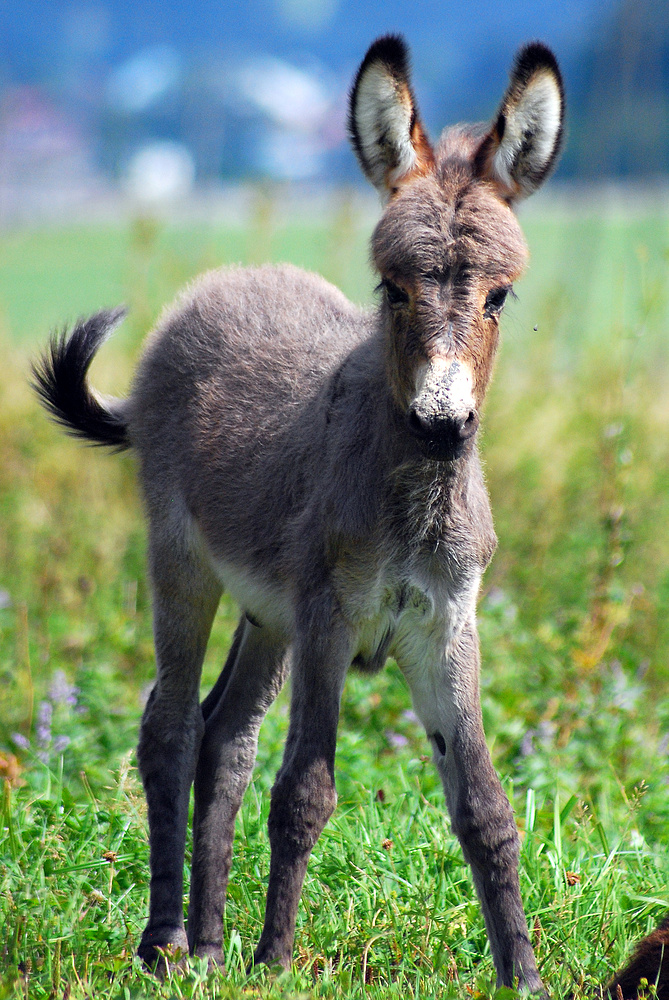 Eselfohlen Foto & Bild | tiere, tierkinder, natur Bilder auf fotocommunity Eselfohlen Foto & Bild | tiere, tierkinder, natur Bilder auf fotocommunity