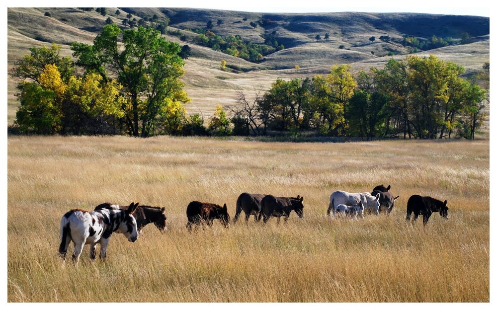 Eselleben in der Prärie Foto & Bild | north america, great plains ...