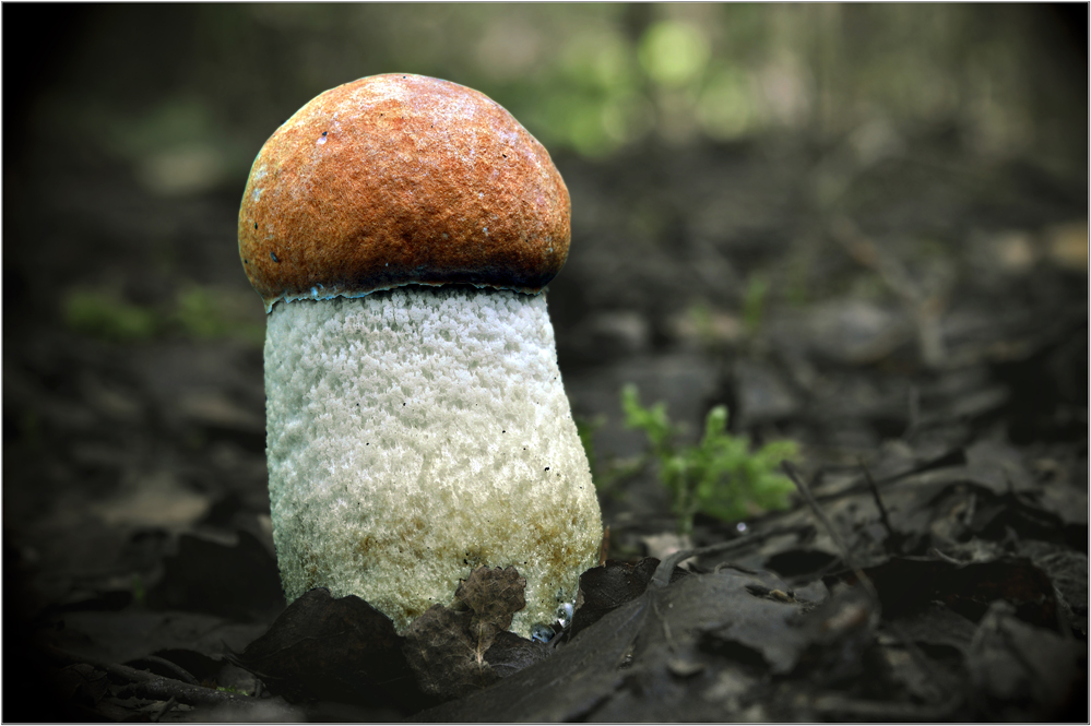 Espen-Rotkappe Foto & Bild | pflanzen, pilze & flechten, pilze ...