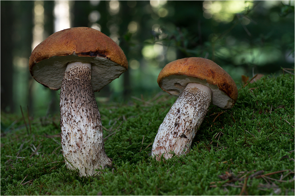 Espen Rotkappe Foto & Bild | pflanzen, pilze & flechten, pilze ...