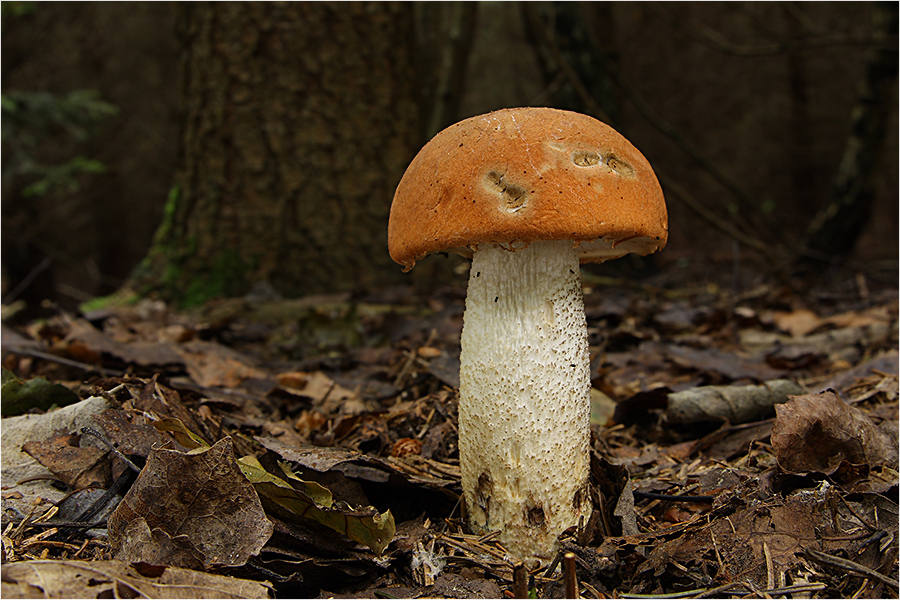 Espen-Rotkappe (Leccinum aurantiacum) Foto & Bild | pflanzen, pilze ...