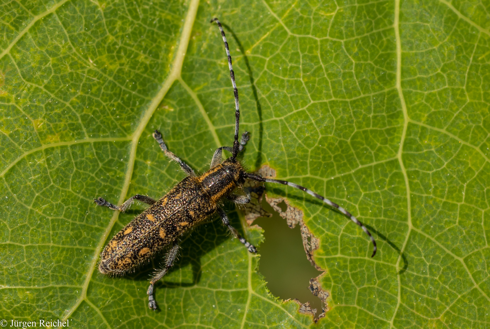 Espenbock ( Saperda populnea ) Foto & Bild | tiere, wildlife, insekten ...