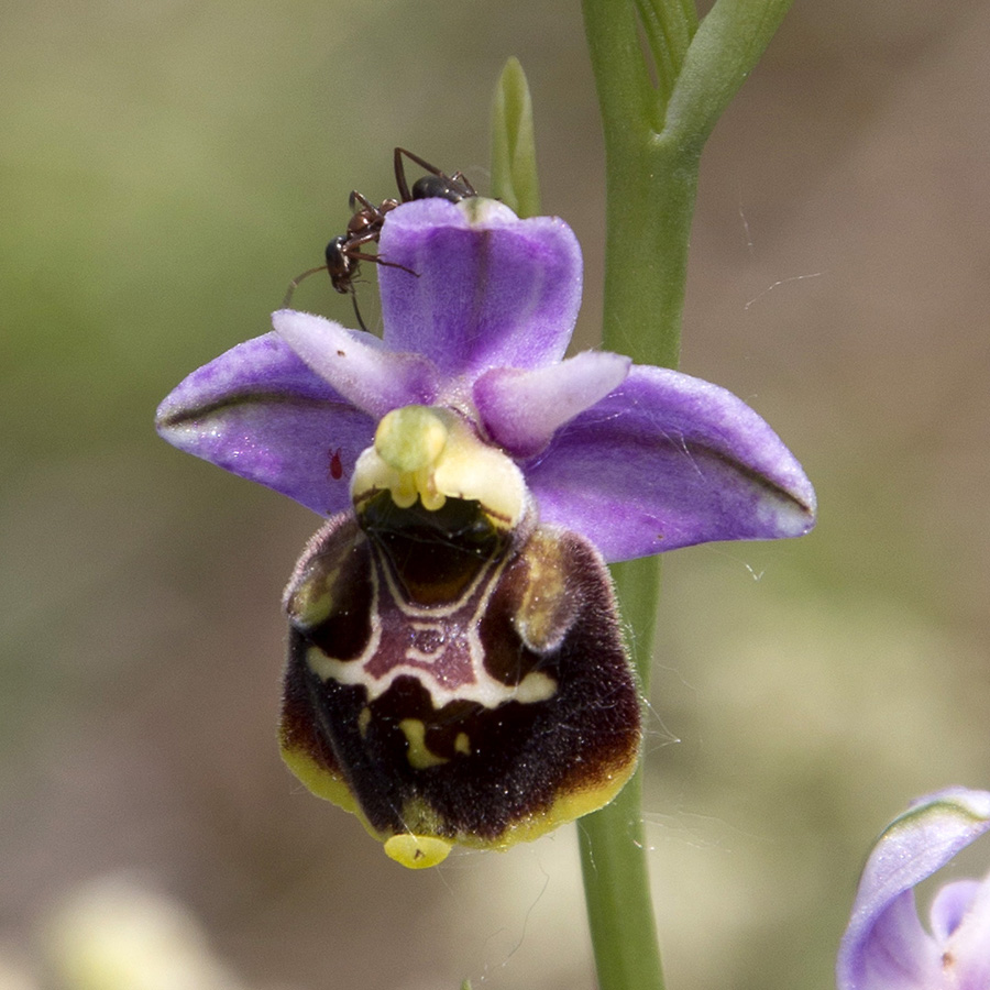 Espiègle photo et image | animaux, fleurs, orchidées Images fotocommunity