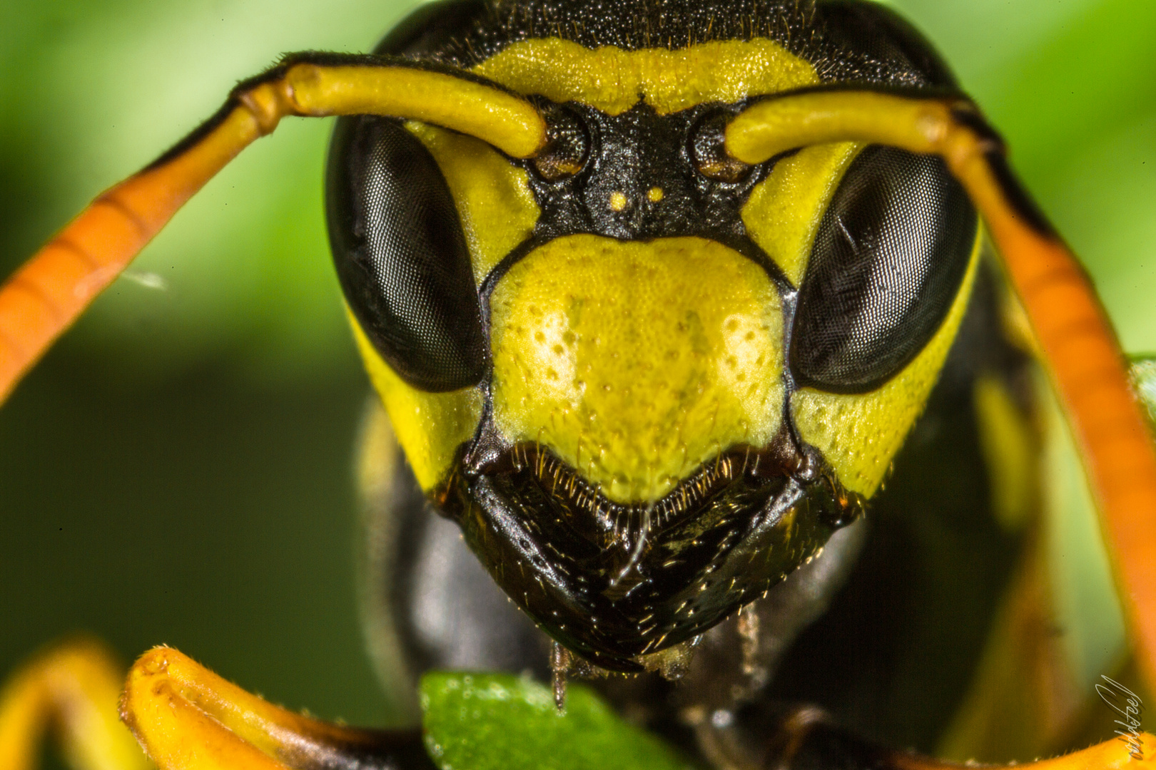 Essai sur Guèpe photo et image | macro nature, macro insectes, macro ...