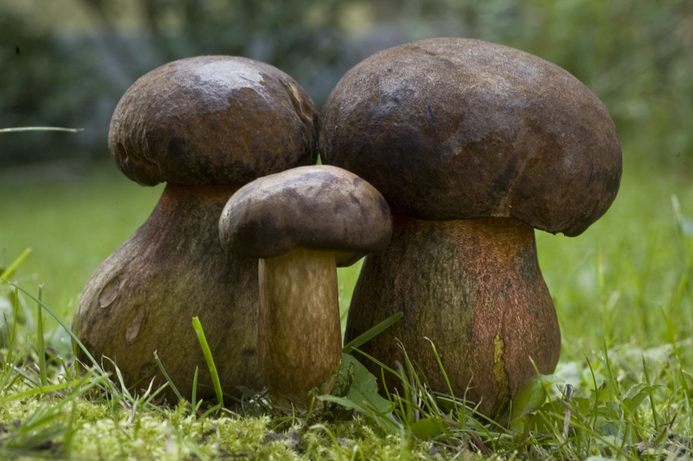 Essbar??? Foto & Bild | pflanzen, pilze & flechten, pilze & flechten ...